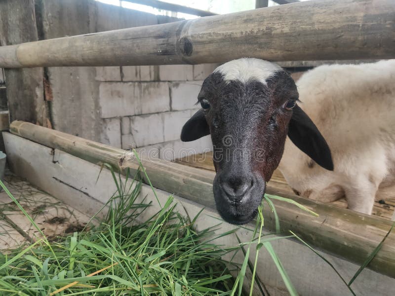 The Female Goat Eats Grass from the Fields Stock Image - Image of grass ...