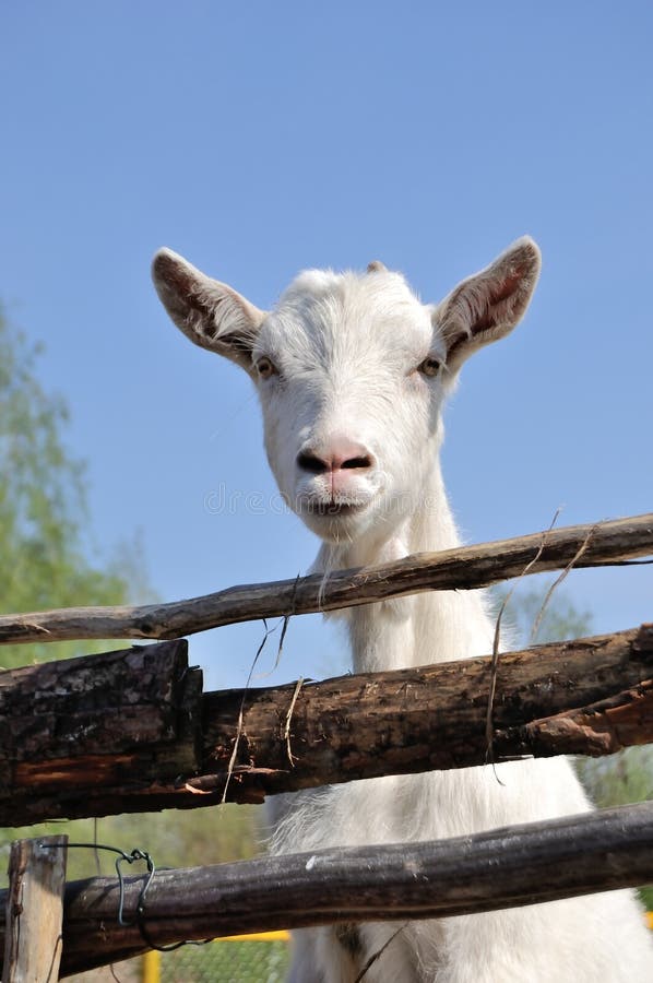 Female goat in the farm stock photo. Image of poultry - 24978968