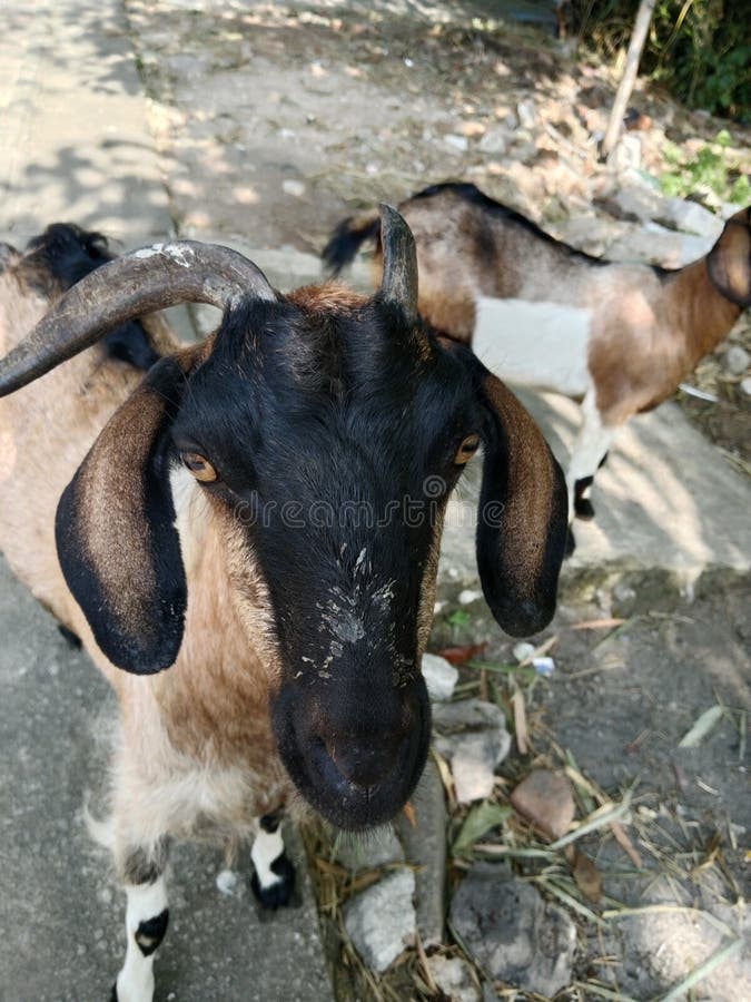 A Female Goat that Has Just Come Out of Its Cage. Stock Photo - Image ...