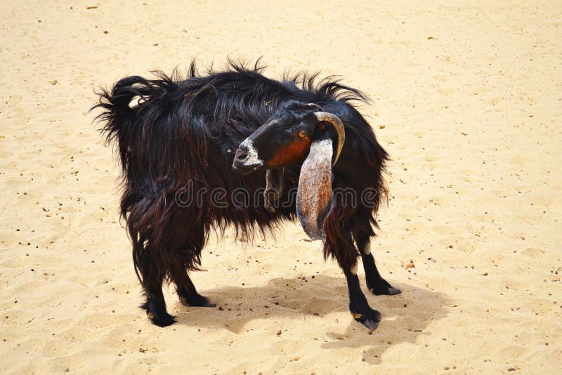 Female goat Look back stock image. Image of goats, ruth - 24978907