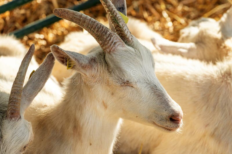Female goat in the farm stock photo. Image of poultry - 24978968