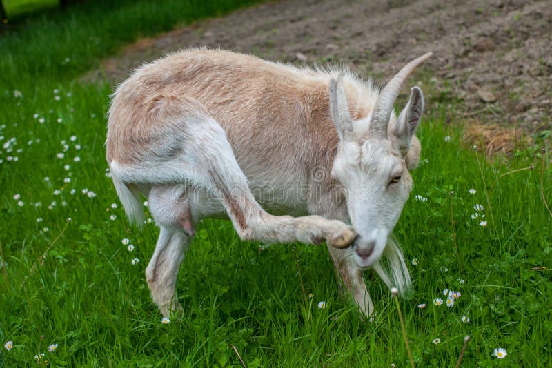 A Female Goat Breast Feeding Her Babies Under the Hot African Sun Stock ...
