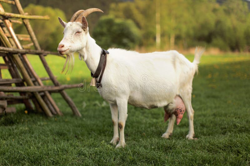 Female goat in the farm stock photo. Image of poultry - 24978968