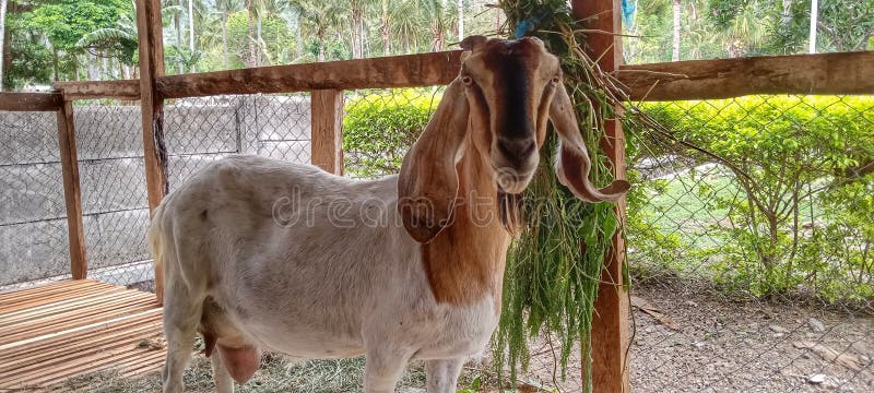 Female Goats in a Pen and Hanging Feed Stock Photo - Image of goats ...