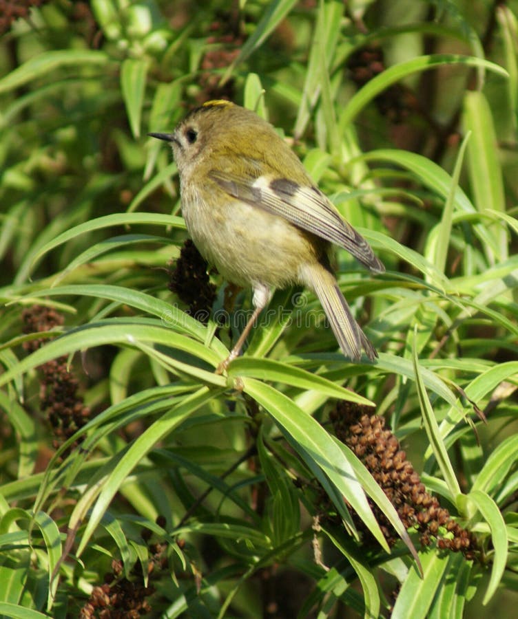 Female Goldcrest 2 (Regulus Regulus) Stock Image - Image of smallest ...