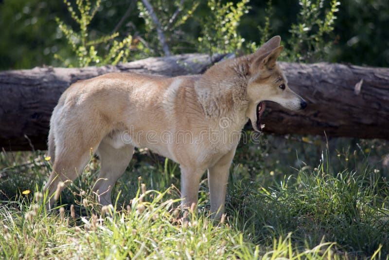 Golden dingo stock photo. Image of grass, australia - 103453146