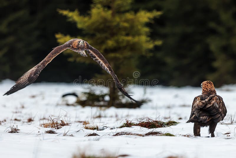 Female Golden Eagle Aquila Chrysaetos Flies Past the Second Raptor ...