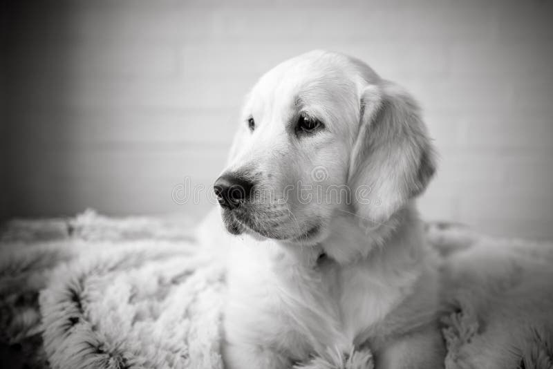 Female Golden Retriever Puppy Dog with Loving Eyes Stock Photo - Image ... Female Golden Retriever Puppy Dog with Loving Eyes Stock Photo - Image ...