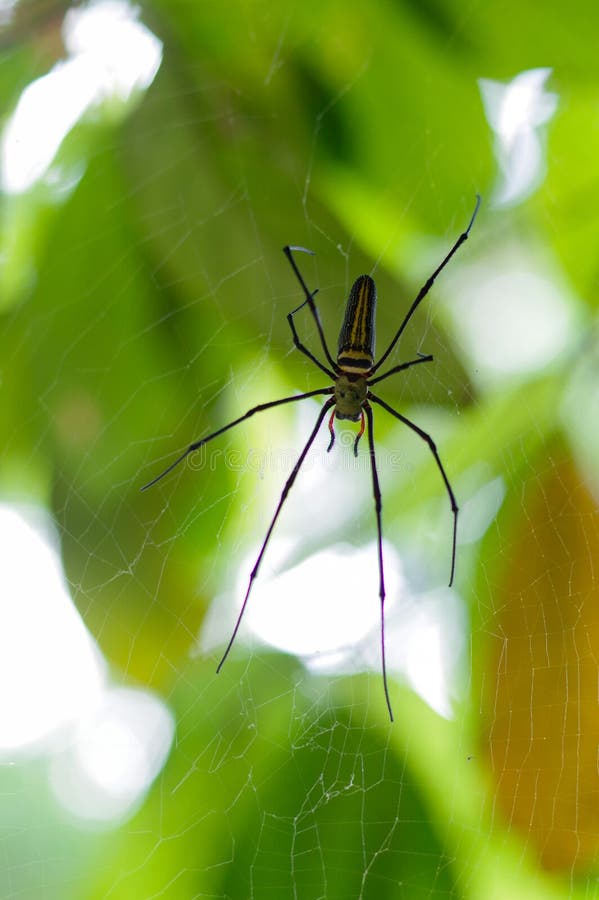 Female Golden Web Spider Nephila Pilipes Stock Image - Image of ...