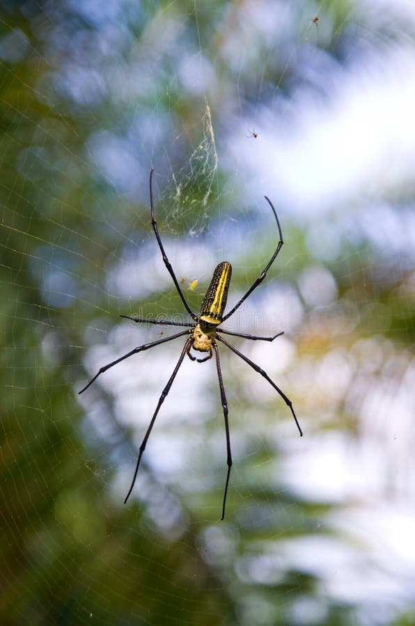 Female Golden Web Spider (Nephila Pilipes) Stock Photo - Image of plant ...