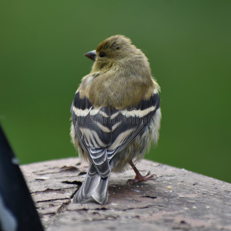 The Goldfinch stock image. Image of garden, avian, branch - 106193