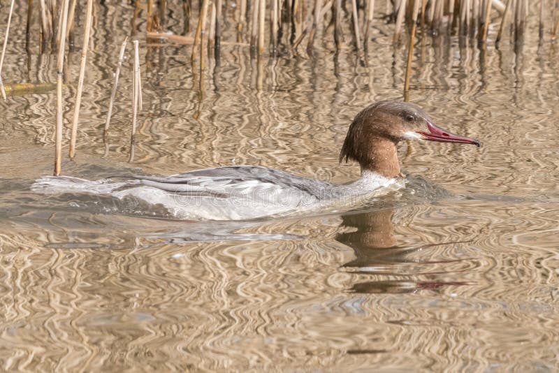 Female goosander stock image. Image of duck, southampton - 141559961