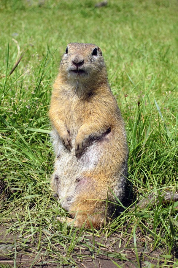 A female of gopher stock photo. Image of head, gophers - 201062788