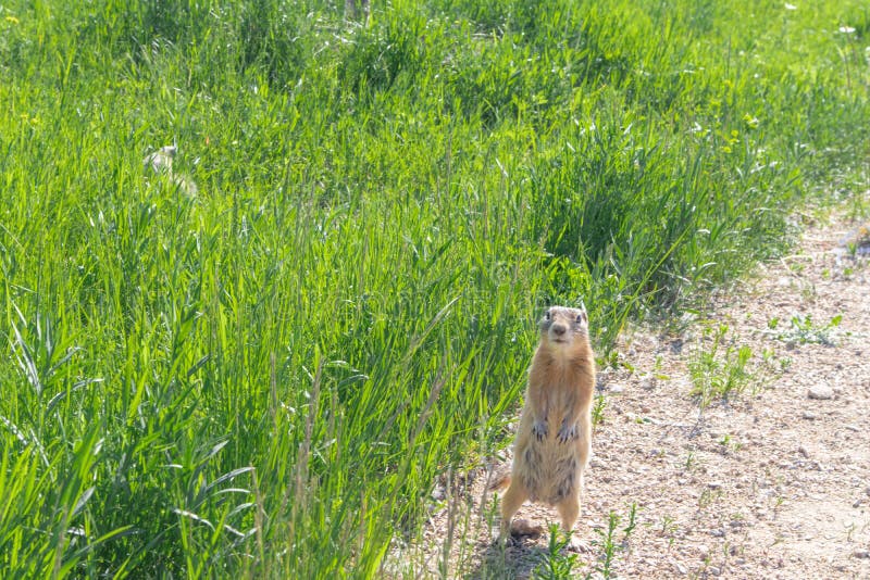 A Female Gopher Standing on Her Paws and Looking at the Camera Stock ...