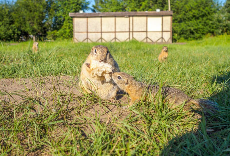Female of a Gopher is Treating a Male of a Gopher with a Piece of Bread ...