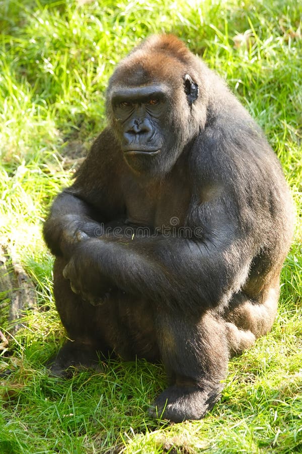 Female gorilla stock image. Image of african, primates - 1375953