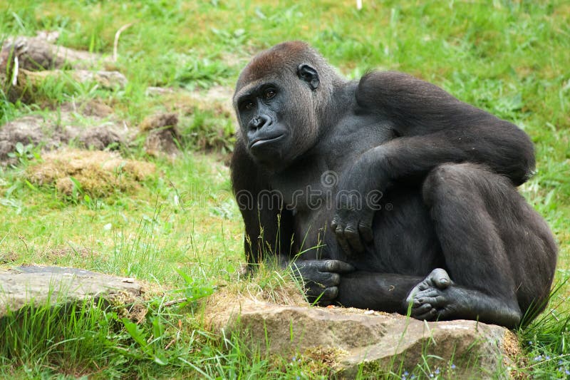 Female gorilla stock photo. Image of gorilla, primate - 14658384