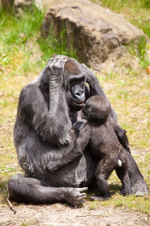 Female gorilla stock photo. Image of primate, baby, monkies - 15028498