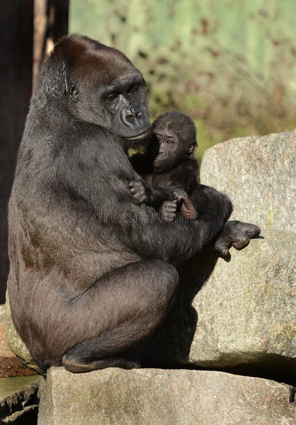 Female Gorilla with baby stock image. Image of baby, gorilla - 22986399