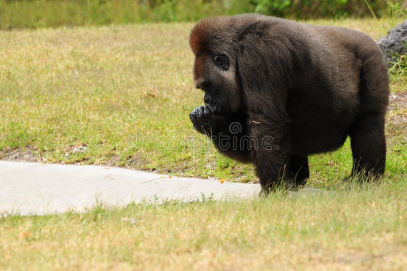 Gorilla drinking water stock photo. Image of primate - 30776966