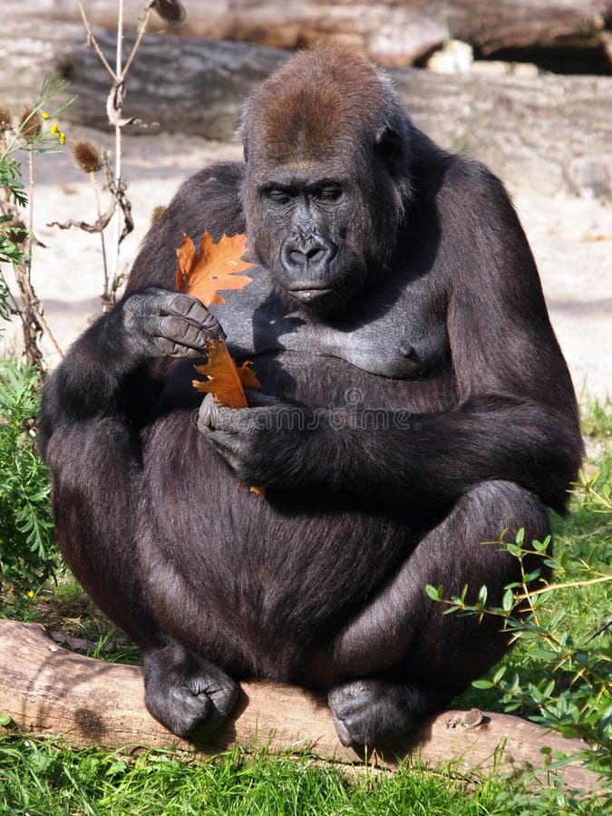 Female gorilla stock photo. Image of primate, africa - 53360778