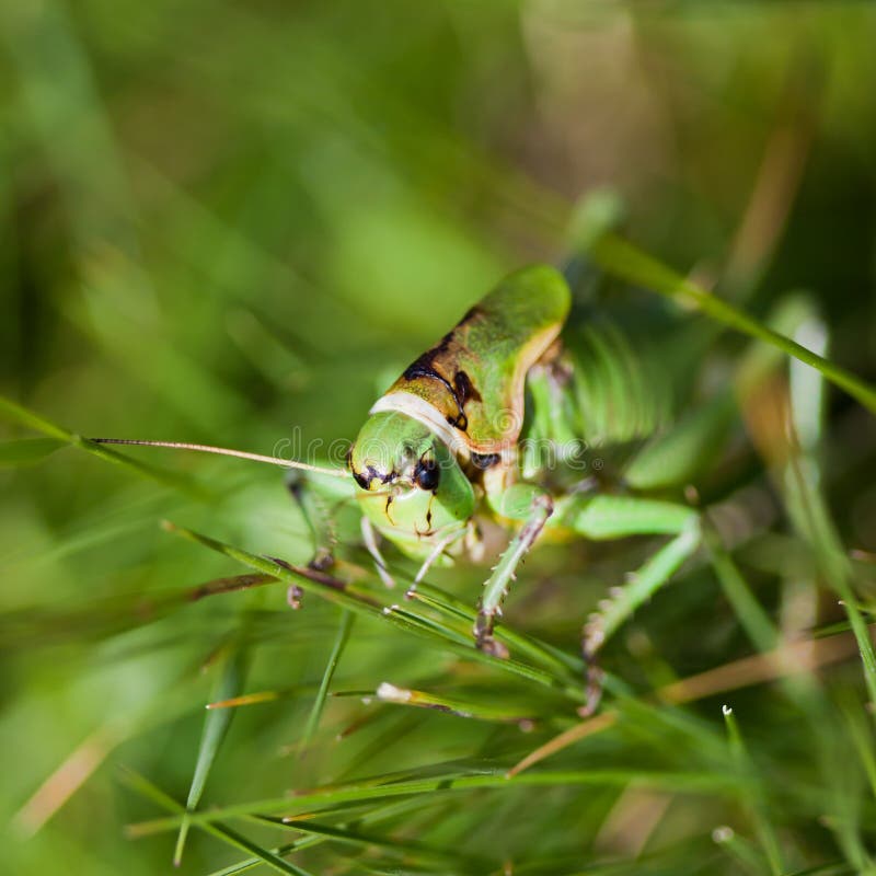 Female grasshopper stock photo. Image of locust, animal - 15148506