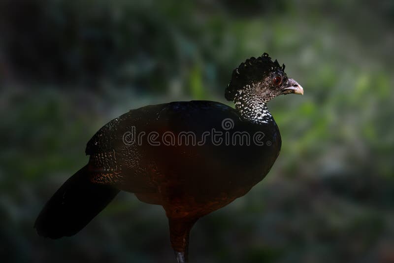 Female Great Curassow stock photo. Image of nature, bird - 306949948