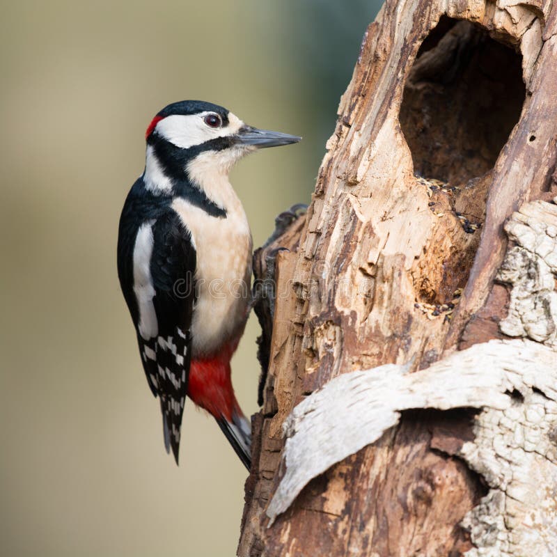 Female Great Spotted Woodpecker Stock Image - Image of woodpecker, bird ...