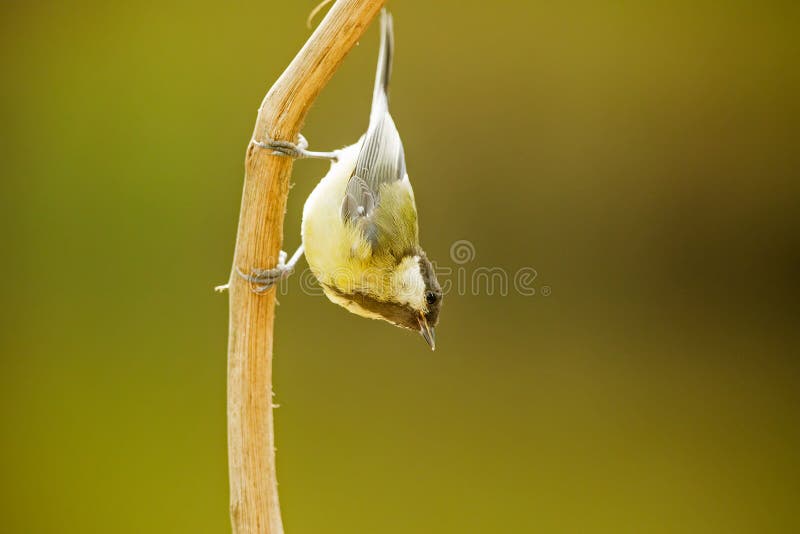 Great Tit Parus Major on a Branch Upside Down Stock Image - Image of ...