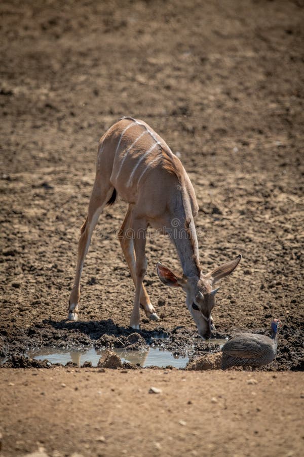 Female Greater Kudu Drinking from Muddy Waterhole Stock Photo - Image ...