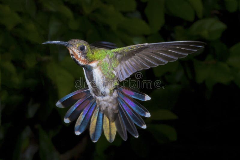 Female Green-Breasted Mango Hummingbird Stock Photo - Image of mango ...