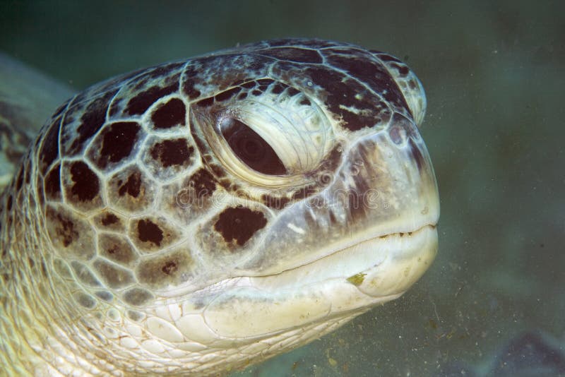 Female green turtle stock photo. Image of saltwater, coral - 7444636