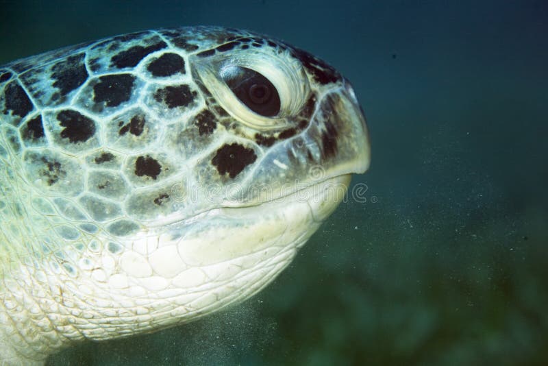 Female green turtle stock image. Image of colorful, nature - 7444641