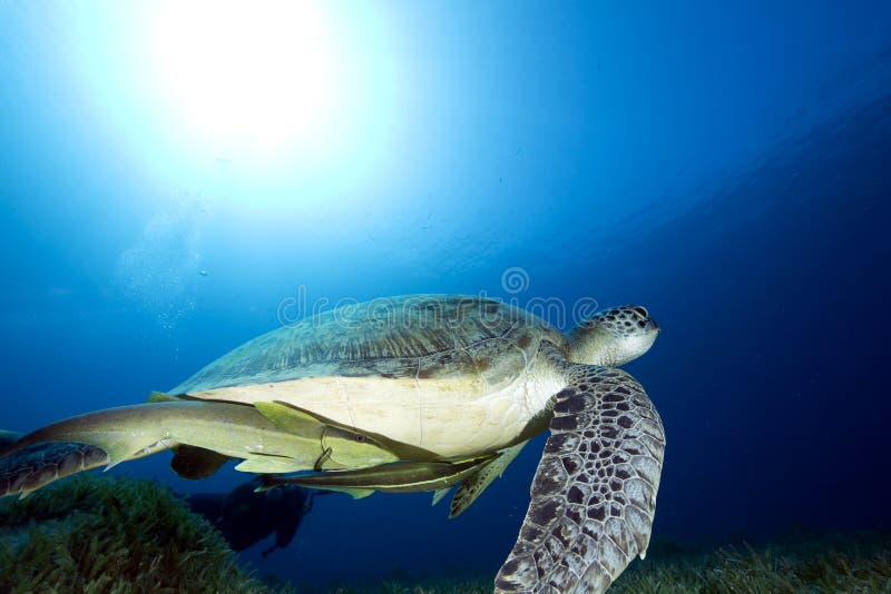 Female green turtle stock image. Image of animal, dive - 7797899