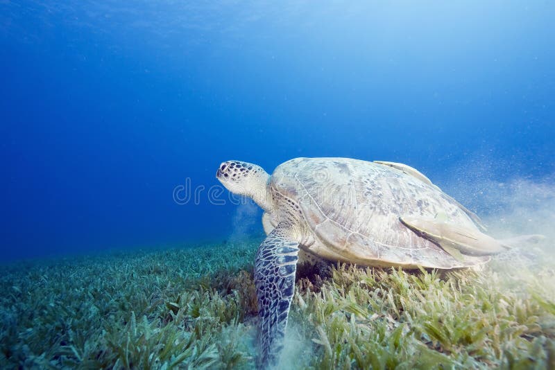 Female green turtle stock image. Image of tropical, dive - 7756505