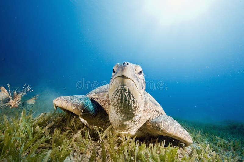 Female Green Turtle Picture. Image: 7953777