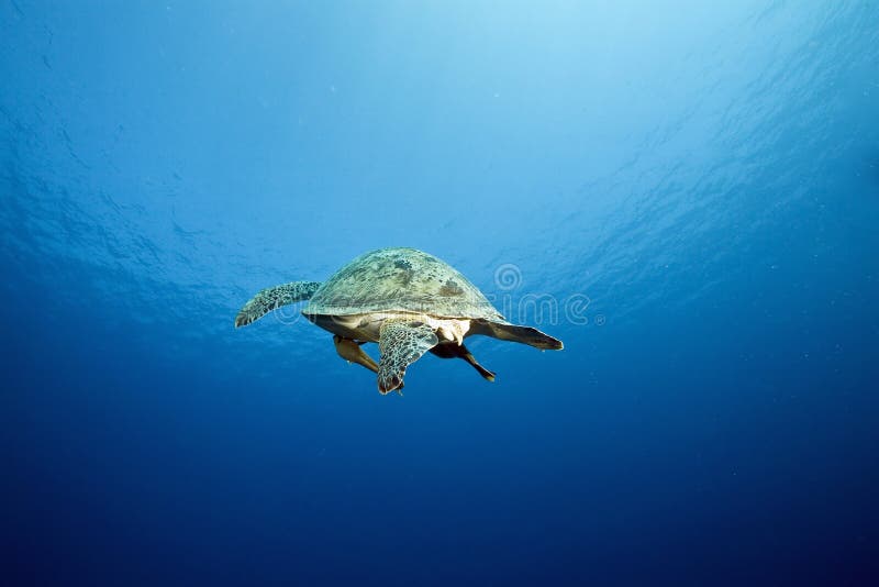 Female Green Turtle Picture. Image: 7954025