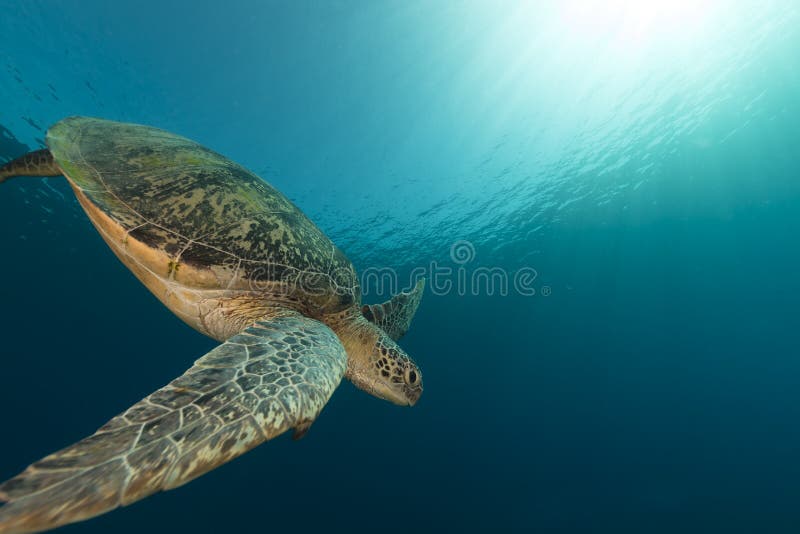 Female Green Turtle in the Red Sea. Stock Photo - Image of ocean ...