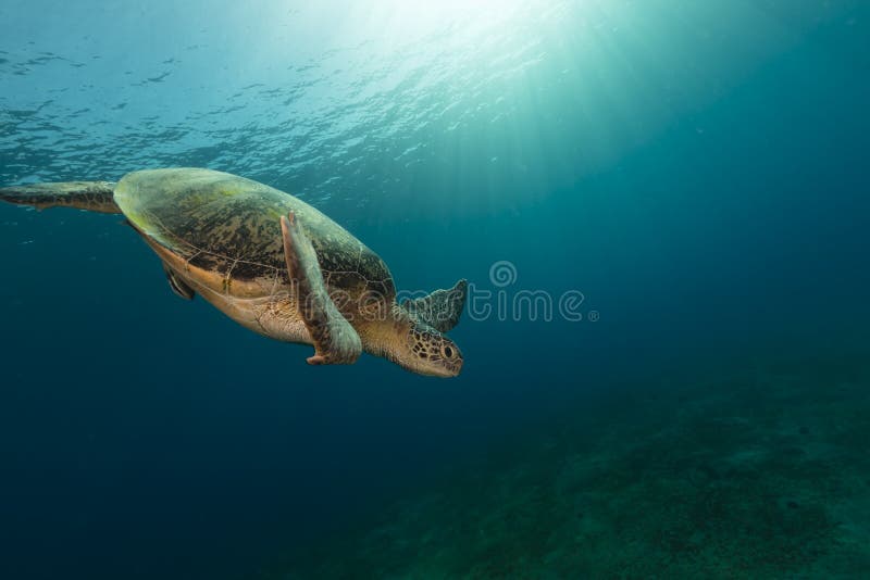 Female Green Turtle in the Red Sea. Stock Image - Image of colorful ...