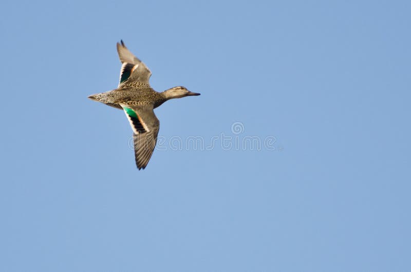 Female Green-Winged Teal stock photo. Image of blue, flying - 30264818