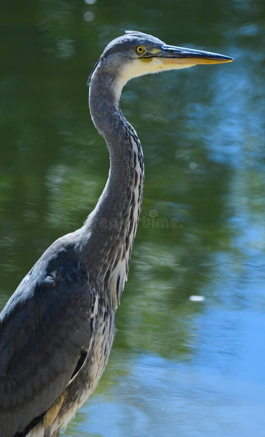 Female Grey Heron stock image. Image of ornithology - 206614865