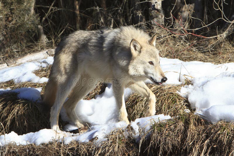 Female Wolf Stock Images - Download 3,682 Royalty Free Photos
