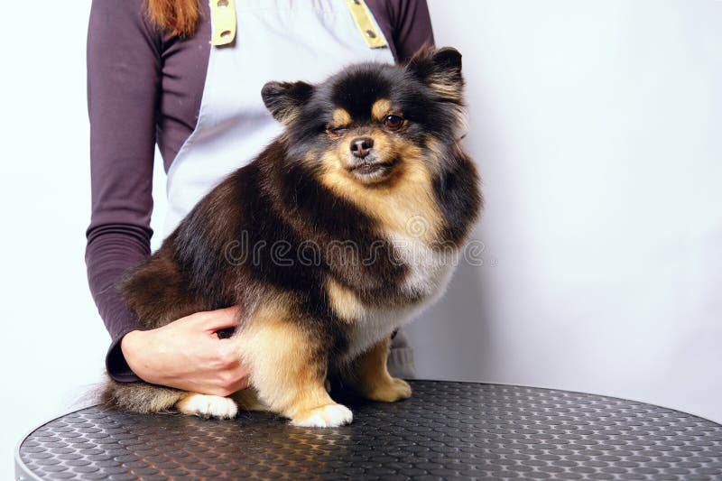 A Female Groomer Holds a Spitz Dog on a Grooming Table Stock Image ...