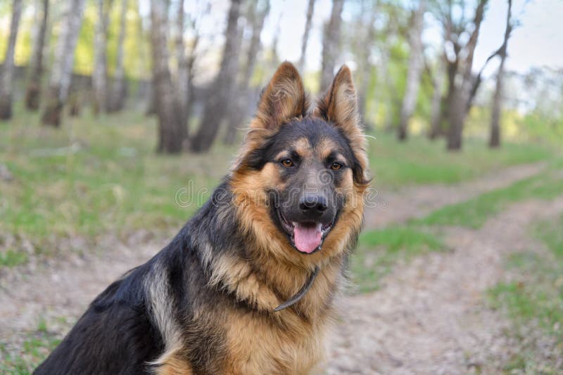 Female Security Guard With Dog Stock Image - Image of occupation, adult ...