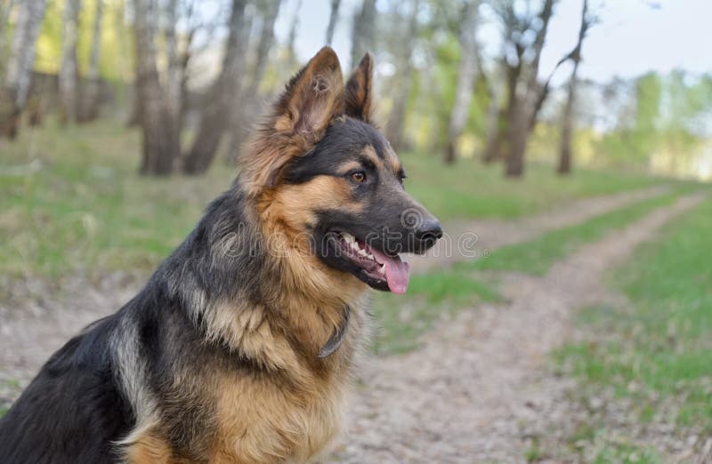 Female Security Guard with Dog Stock Image - Image of german, police ...