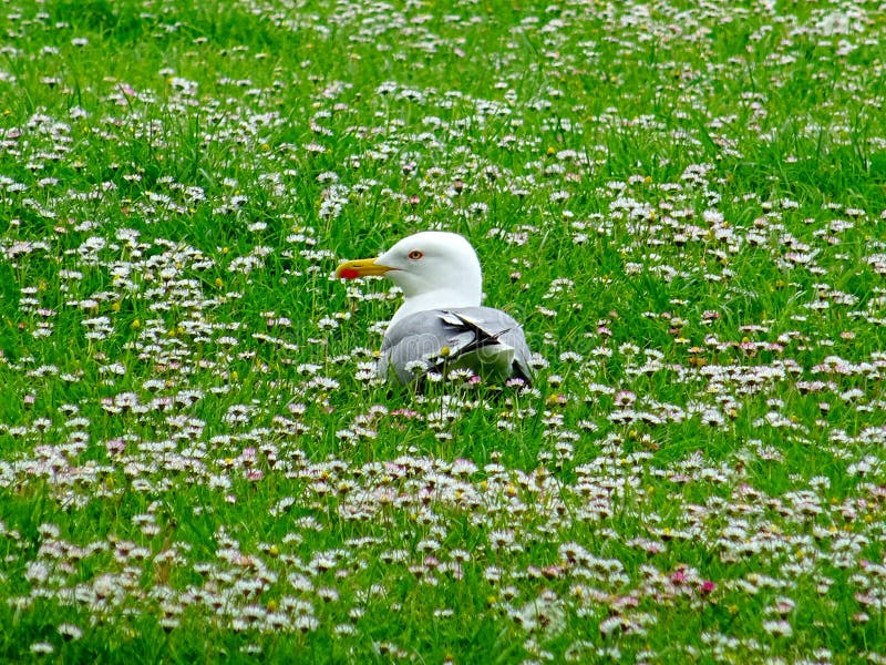 The Female Gull on a Flowering Meadow Stock Image - Image of meadow ...