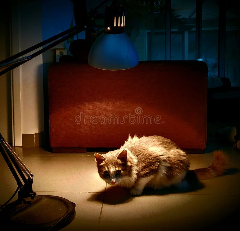 A Female Hairy Cat Under the Lampshade Stock Image - Image of black ...