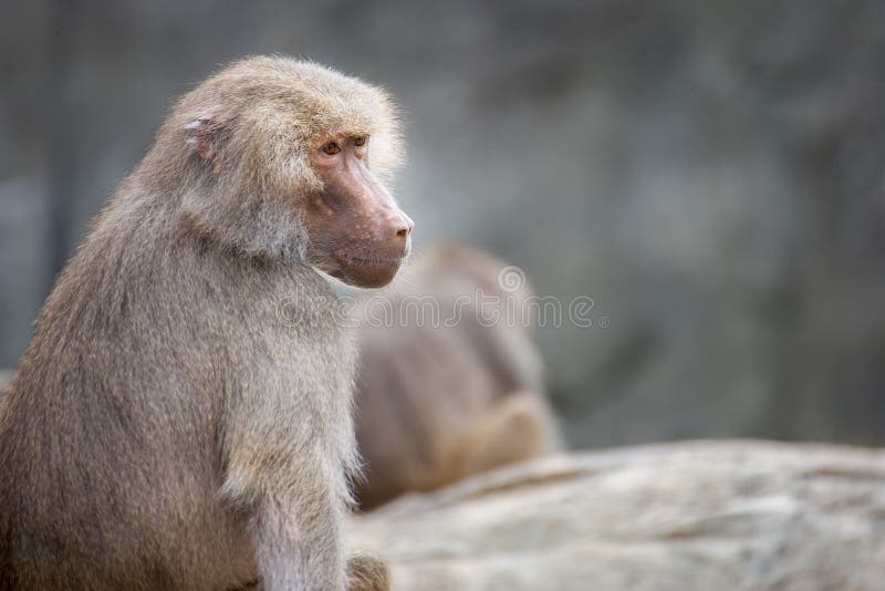 A Female Hamadryas Baboon Portrait Stock Image - Image of hamadryas ...