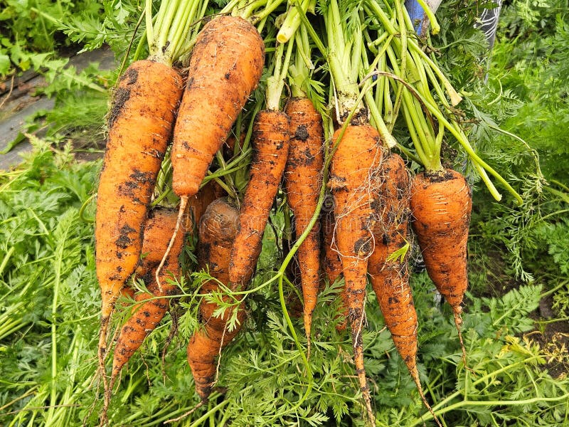 Female Hand with Bunches of Carrots with Tops. Stock Photo - Image of ...