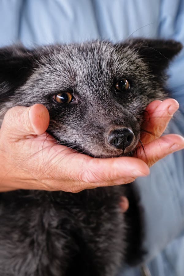 Female Hand Caresses the Little Fox Stock Photo - Image of little ...